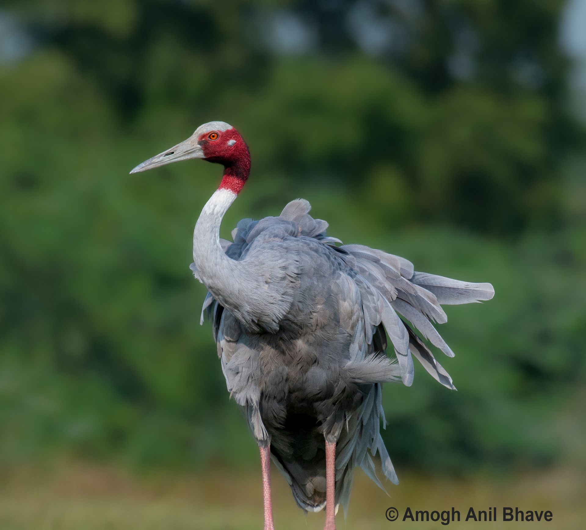 Indian Sarus Crane (Grus antigone) | JALAJ